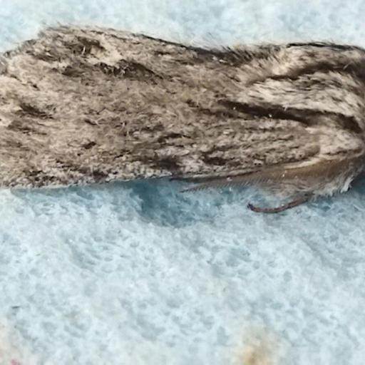 Sprawler (Asteroscopus Sphinx) Insect Identification Guide, Habitat & Facts