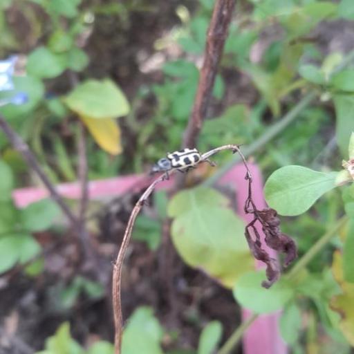 Spotted Maize Beetle (Astylus Atromaculatus) Insect Identification ...