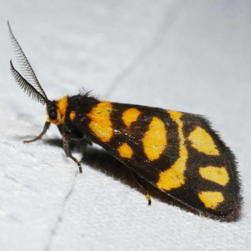 Asura Insect Identification Guide, Habitat & Facts