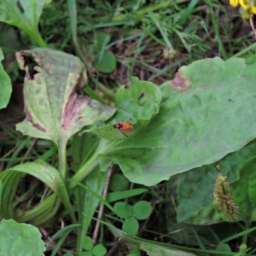 Turnip Sawfly (Athalia Rosae) Insect Identification Guide, Habitat & Facts