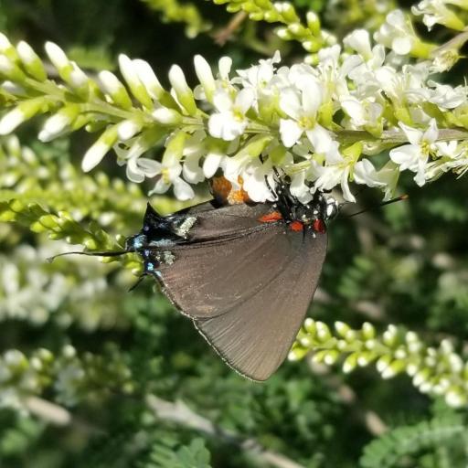 Great Purple Hairstreak (Atlides Halesus) Insect Identification Guide ...