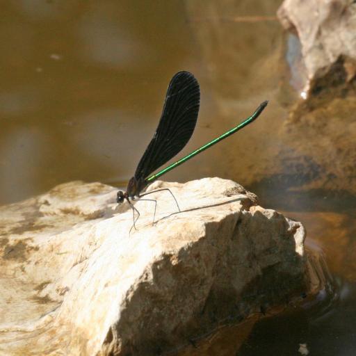 Atrocalopteryx Atrata Insect Identification Guide, Habitat & Facts