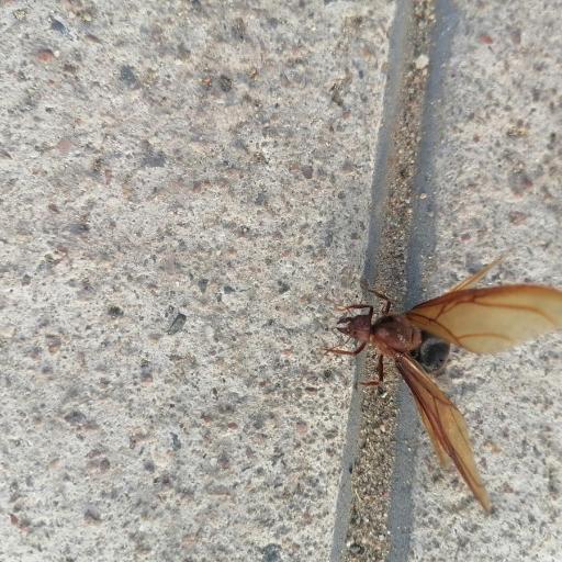 Chicatana Leafcutter Ant (Atta Mexicana) Insect Identification Guide ...