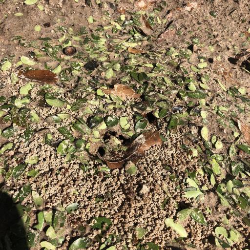 Texas Leafcutter Ant (Atta Texana) Insect Identification Guide, Habitat ...