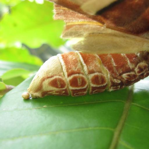 Atlas Moth (Attacus Atlas) Insect Identification Guide, Habitat & Facts
