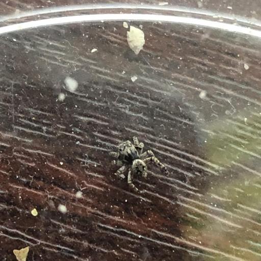 Attulus Insect Identification Guide, Habitat & Facts