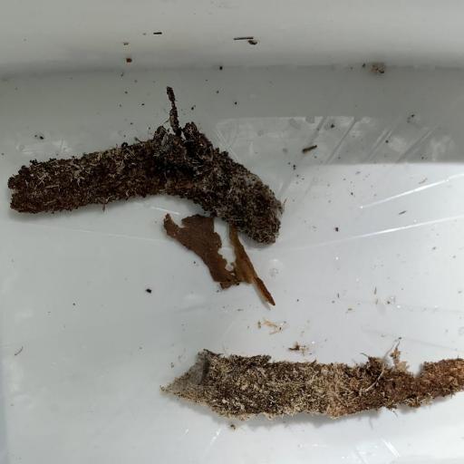 Purseweb Spider (Atypus Affinis) Insect Identification Guide, Habitat ...