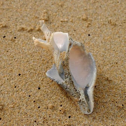 Australian Horse Conch (Australaria Australasia) Insect Identification ...