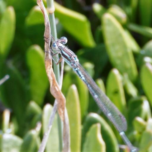 Common Barklice (Psocidae) Insect Identification Guide, Habitat & Facts