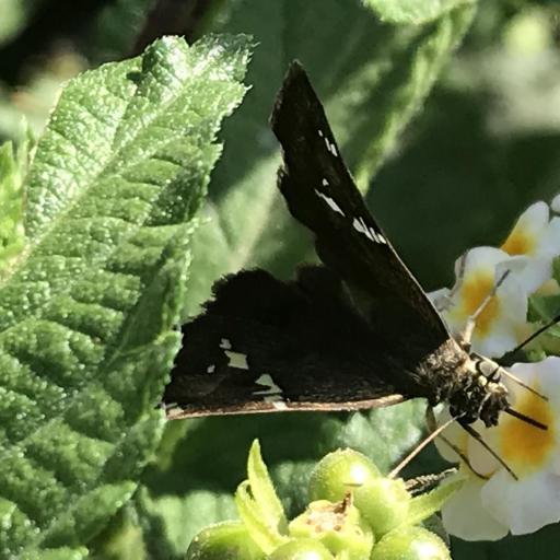 Autochton Insect Identification Guide, Habitat & Facts