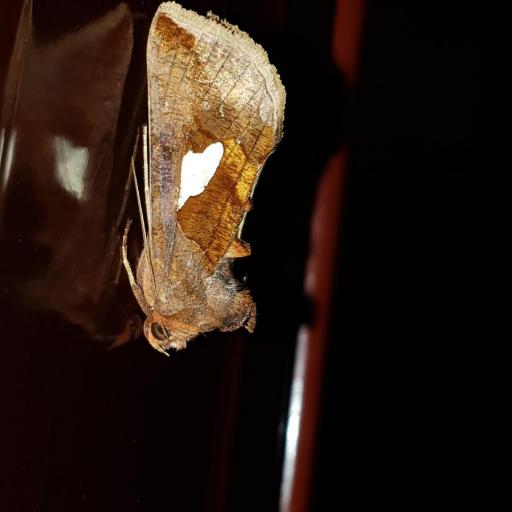 Gold Spangle (Autographa Bractea) Insect Identification Guide, Habitat ...