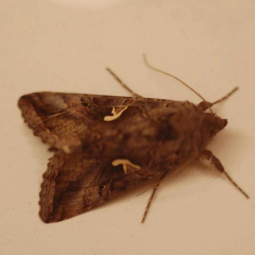 Autographa Buraetica Insect Identification Guide, Habitat & Facts