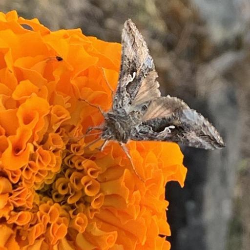 Alfalfa Looper (Autographa Californica) Insect Identification Guide ...