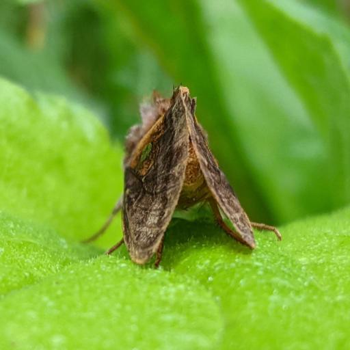 Autographa Excelsa Insect Identification Guide, Habitat & Facts