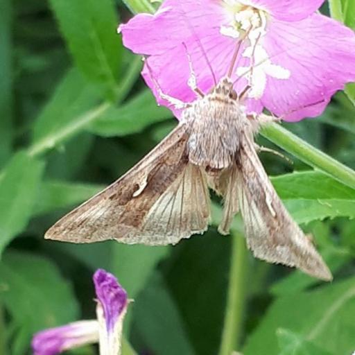 Silver Y (Autographa Gamma) Insect Identification Guide, Habitat & Facts