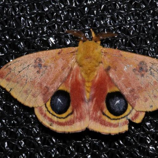 Io Moth (Automeris Io) Insect Identification Guide, Habitat & Facts
