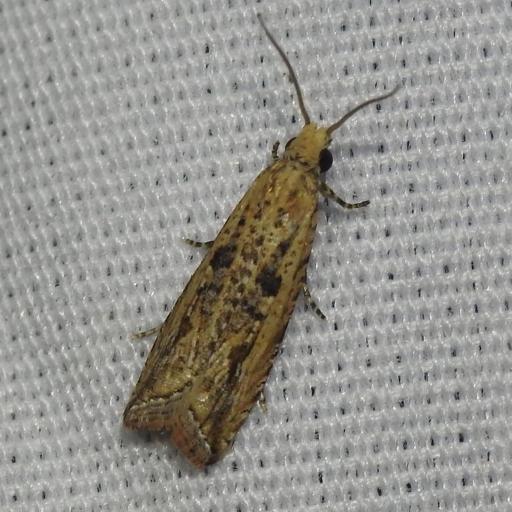 Household Casebearer (Phereoeca Uterella) Insect Identification Guide ...