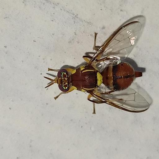 Bactrocera Insect Identification Guide, Habitat & Facts