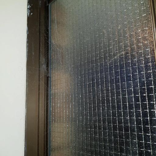 Black House Spider (Badumna Insignis) Insect Identification Guide ...