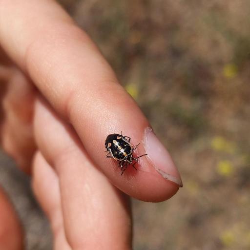 Bagrada Bug (Bagrada Hilaris) Insect Identification Guide, Habitat & Facts