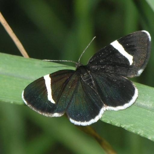 Baptria Tibiale Insect Identification Guide, Habitat & Facts