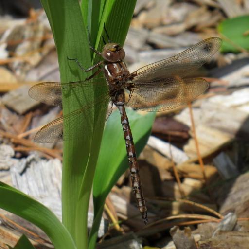 Springtime Darner (Basiaeschna Janata) Insect Identification Guide ...