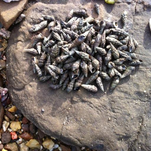 Australian Mud Whelk (Batillaria Australis) Insect Identification Guide ...