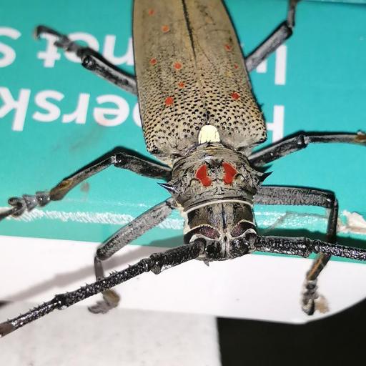 Batocera Insect Identification Guide, Habitat & Facts