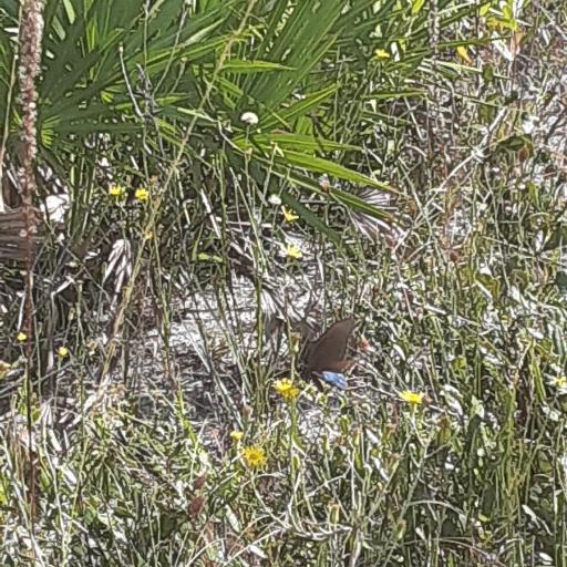 Pipevine Swallowtail (Battus Philenor) Insect Identification Guide ...