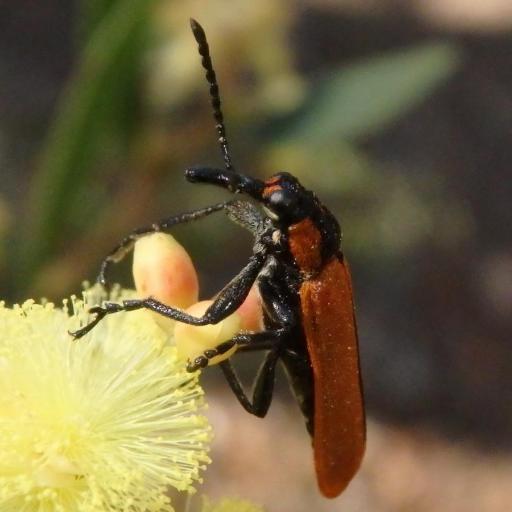 Primitive Weevils (Belidae) Insect Identification Guide, Habitat & Facts