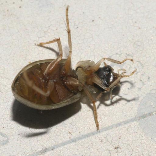 Berosus Insect Identification Guide, Habitat & Facts