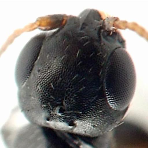 Flat Wasps (Bethylidae) Insect Identification Guide, Habitat & Facts