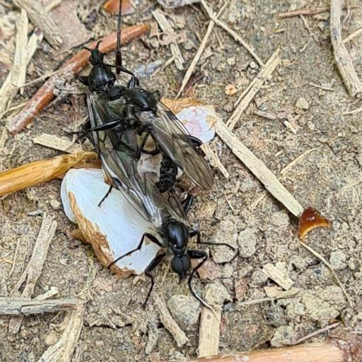 Hawthorn Fly (Bibio Marci) Insect Identification Guide, Habitat & Facts