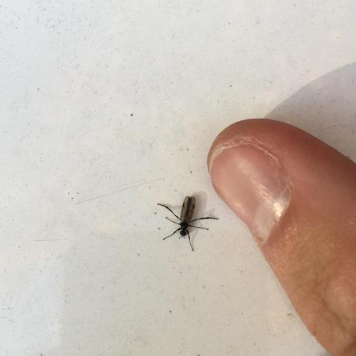 Baphomet Moth (Creatonotos Gangis) Insect Identification Guide, Habitat ...