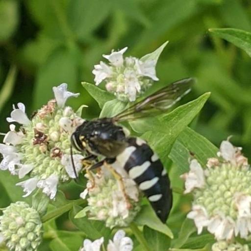 Four-banded Stink Bug Wasp (Bicyrtes Quadrifasciatus) Insect ...