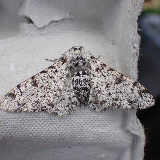 Peppered Moth (Biston Betularia) Insect Identification Guide, Habitat ...