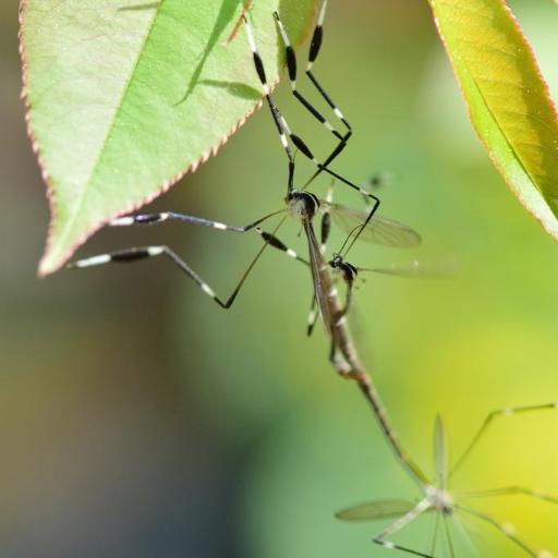 Eastern Phantom Crane Fly (Bittacomorpha Clavipes) Insect ...