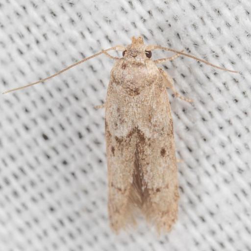 Acorn Moth (Blastobasis Glandulella) Insect Identification Guide ...