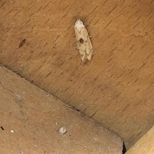 London Dowd (Blastobasis Lacticolella) Insect Identification Guide ...