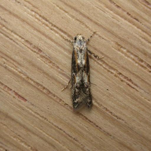 Apple Pith Moth (Blastodacna Atra) Insect Identification Guide, Habitat ...