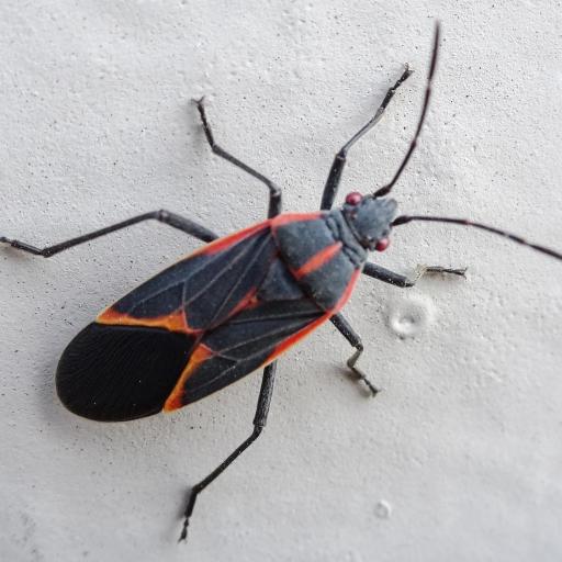 Leopard Slug (Limax Maximus) Insect Identification Guide, Habitat & Facts