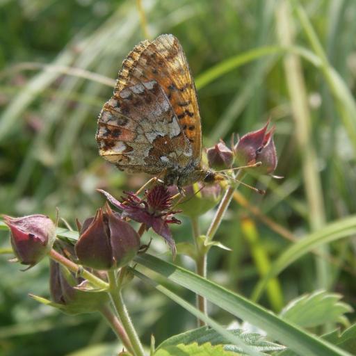 Cranberry Fritillary (Boloria Aquilonaris) Insect Identification Guide ...
