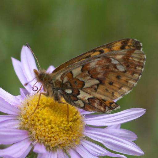 Arctic Fritillary (Boloria Chariclea) Insect Identification Guide ...