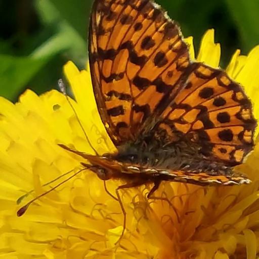 Weaver's Fritillary (Boloria Dia) Insect Identification Guide, Habitat ...