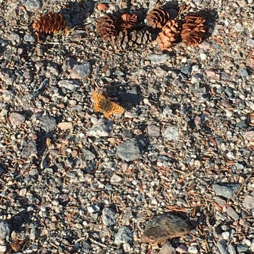 Freija Fritillary (Boloria Freija) Insect Identification Guide, Habitat ...