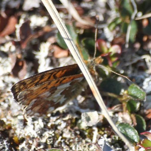 Mountain Fritillary (Boloria Napaea) Insect Identification Guide ...