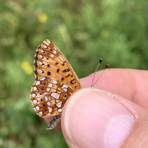 Eurasian Silver-bordered Fritillary (Boloria Selene) Insect ...