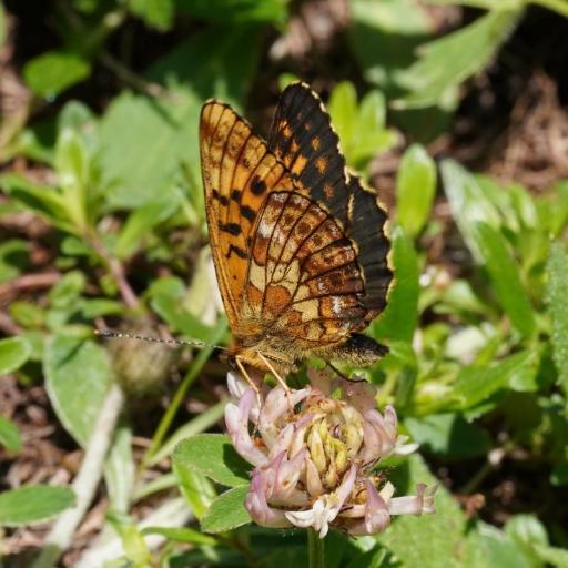 Thor's Fritillary (Boloria Thore) Insect Identification Guide, Habitat ...