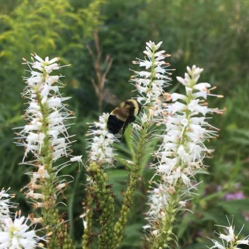 Rusty-Patched Bumble Bee (Bombus Affinis) Insect Identification Guide ...