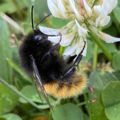 Alpine Bumble Bee (Bombus Alpinus) Insect Identification Guide, Habitat ...